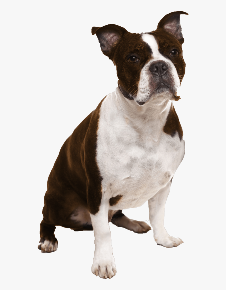 Short Nose Dog Breeds, HD Png Download , Transparent Png Image - PNGitem