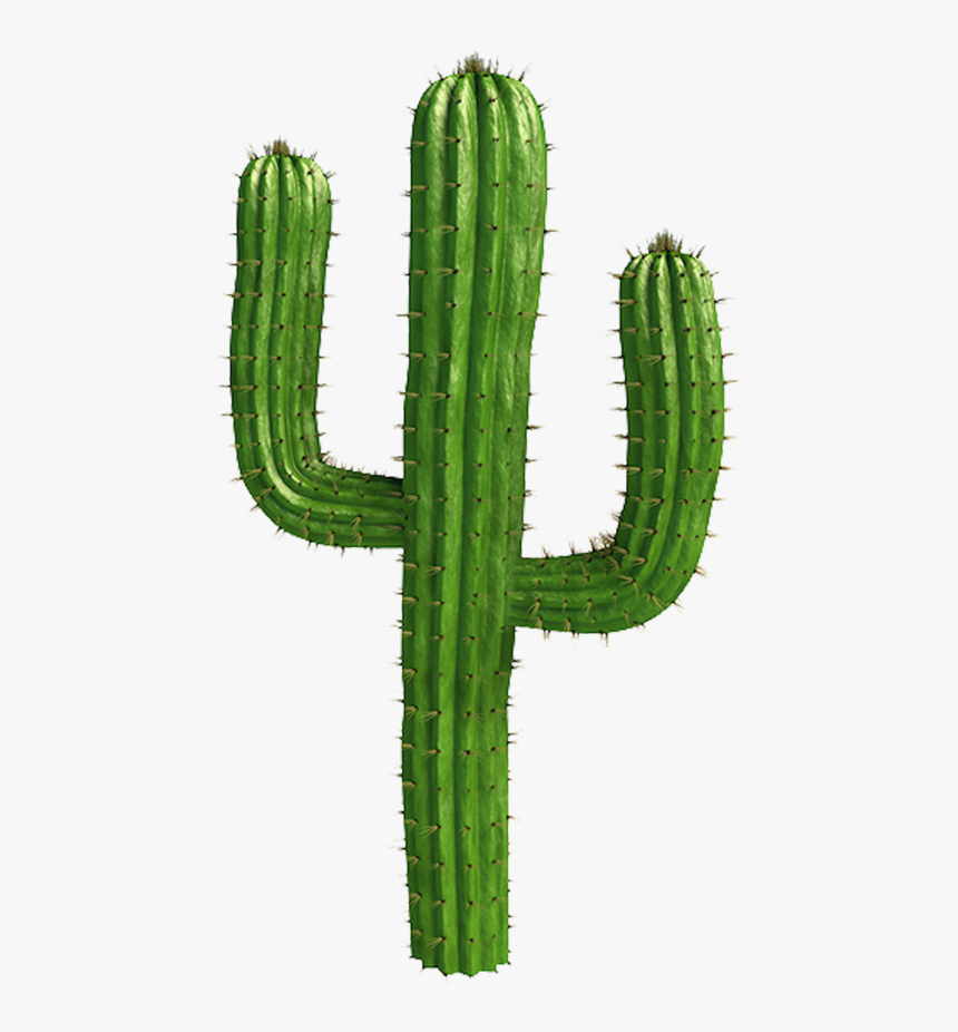 Saguaro Cactus Vector - Cactus Png, Transparent Png , Transparent Png ...