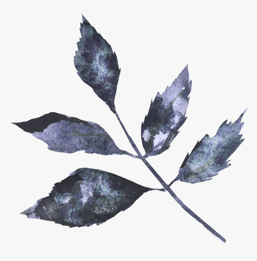 Twig, HD Png Download , Transparent Png Image - PNGitem