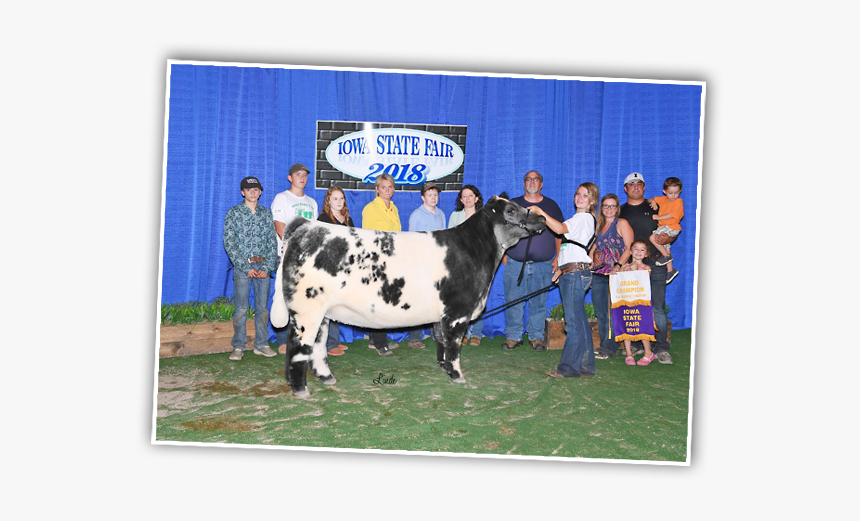 Grand Champion Steer Iowa State Fair 2019, HD Png Download ...