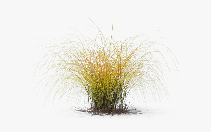 Sweet Grass, HD Png Download , Transparent Png Image - PNGitem