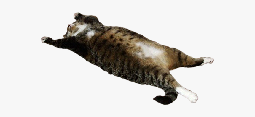 Fat Cat Transparent - Transparent Fat Cat Png, Png Download ...