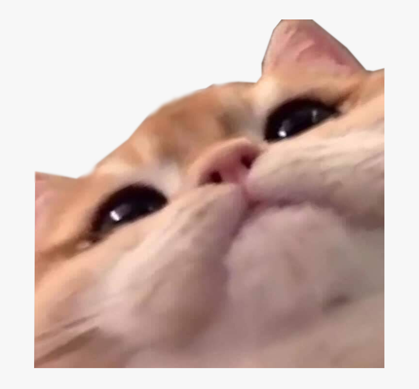 Stare Cat Meme