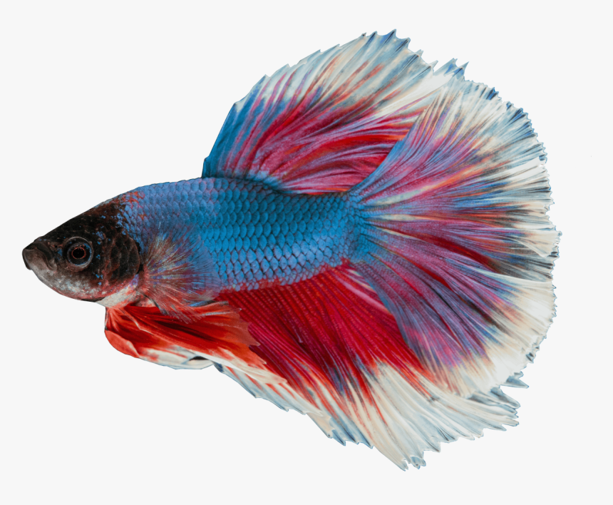 Transparent Background Fishes Transparent, HD Png Download ...