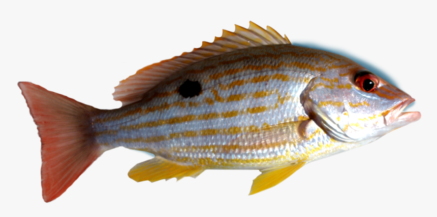 Fish Png Transparent -snapper - Deep Sea Snapper Fish, Png Download ...