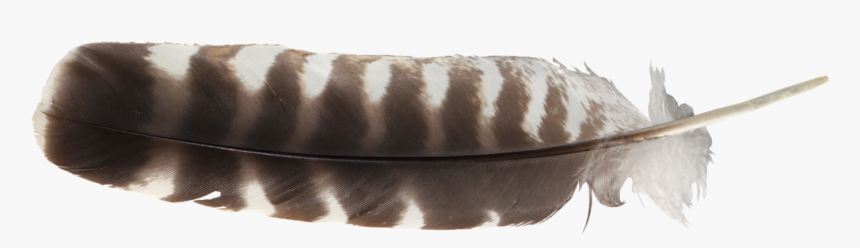 Private Gatherings - Isopod, HD Png Download , Transparent Png Image ...