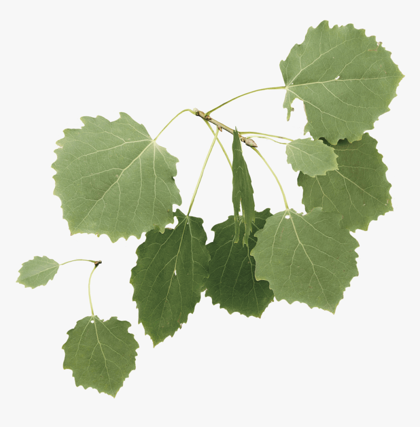 Aspen Leaves Clipart Leaf