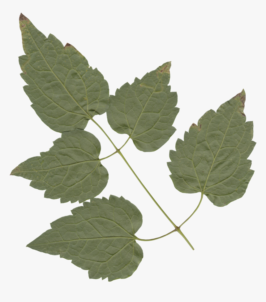 Transparent Leaves - American Aspen, HD Png Download , Transparent Png ...