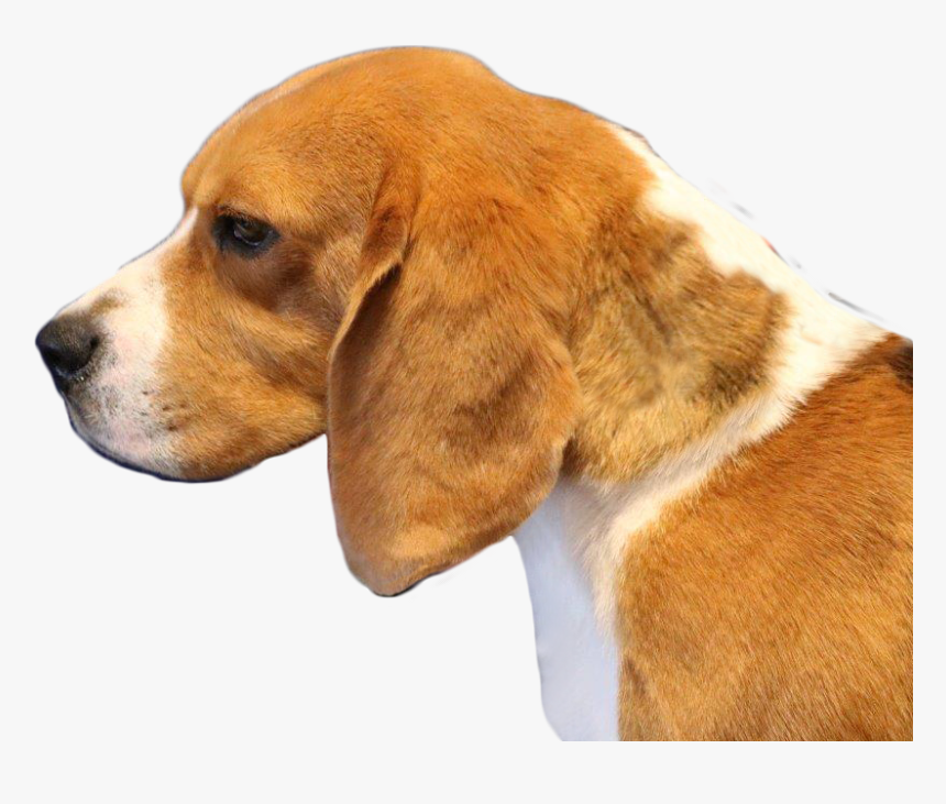 Transparent Beagle Png - Harrier, Png Download , Transparent Png Image ...