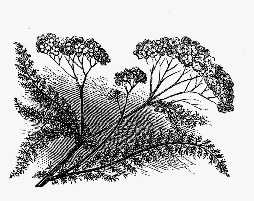 Aspen Drawing Botanical - Black And White Drawing Botanical, HD Png ...