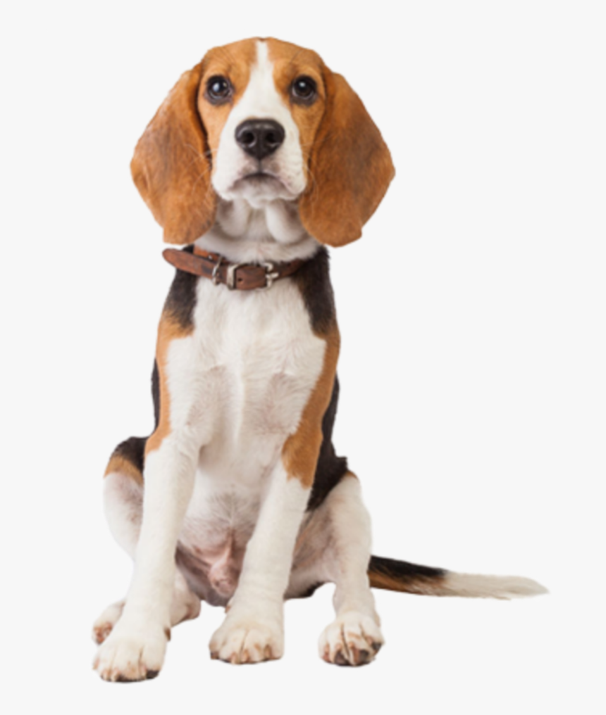 #beagle #dog #cute #animal #pet #loyal - Transparent Beagle Dog Png ...