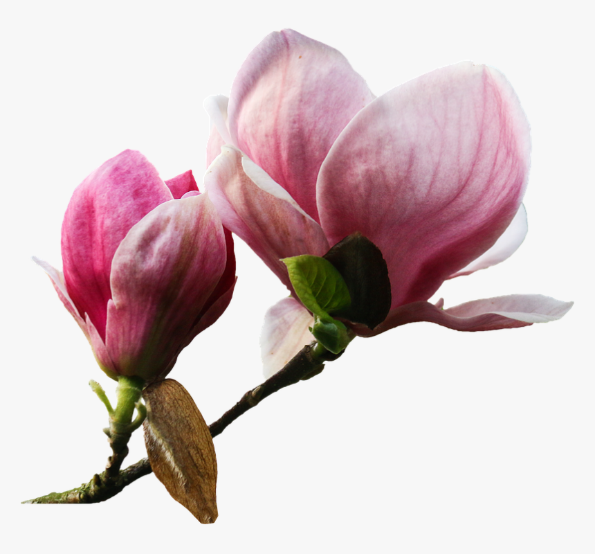 Flower, Plant, Nature, Magnolia, Graphics, Scrapbooking - Magnolia Png ...