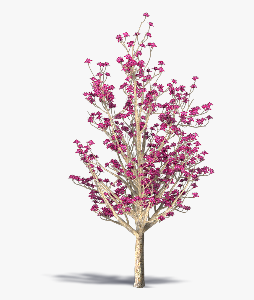 Saucer Magnolia - Transparent Magnolia Tree Png, Png Download ...