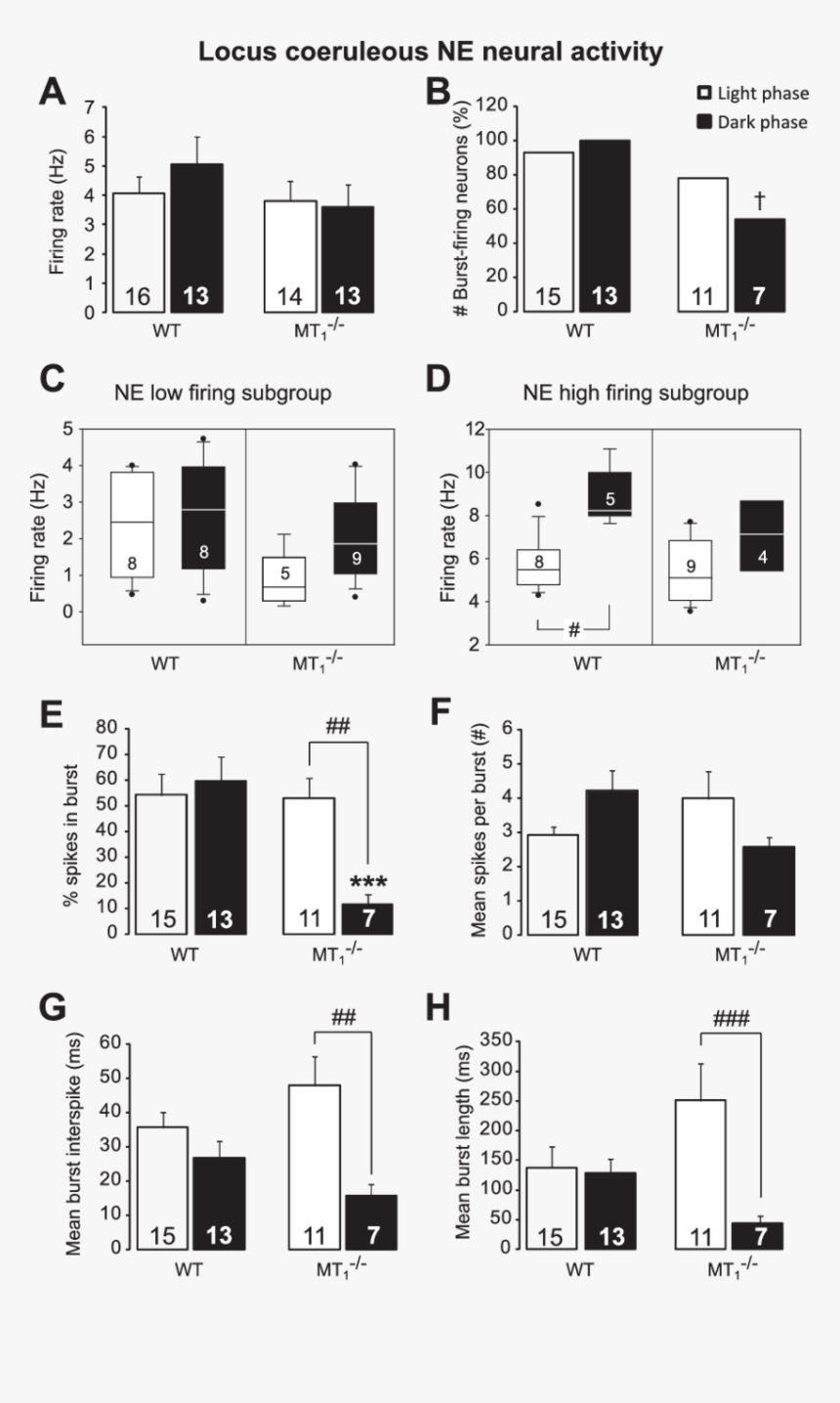 Glut 4 Adipose Tissue High Fat Diet, HD Png Download , Transparent Png ...