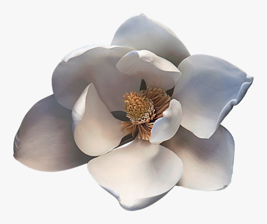Transparent Magnolia Png, Png Download , Transparent Png Image - PNGitem