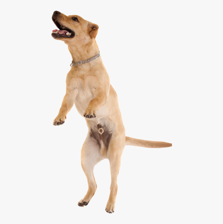 Jumping Dog Png - Jump Dog Png, Transparent Png , Transparent Png Image ...