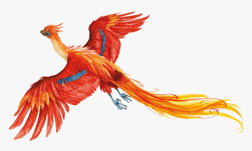 Illustration Harry Potter Phoenix, HD Png Download , Transparent Png ...