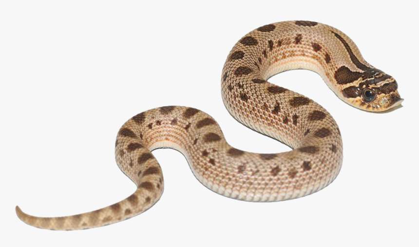Anaconda Free Png Images - Hognose Snake Conda Morph, Transparent Png ...
