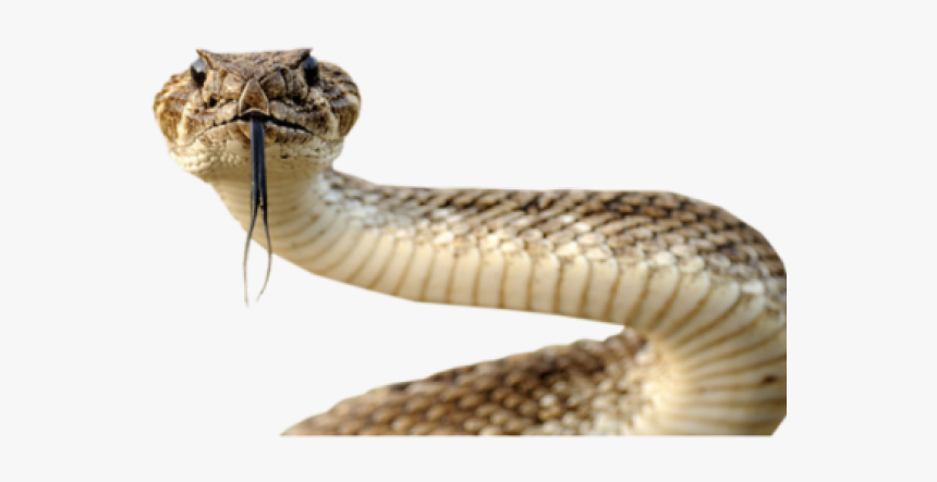 Anaconda Png Transparent Images - Snake Head Transparent Background ...