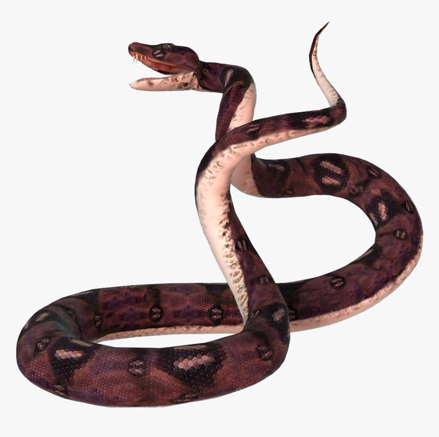 Anaconda No Background - Anaconda 3d, HD Png Download , Transparent Png ...