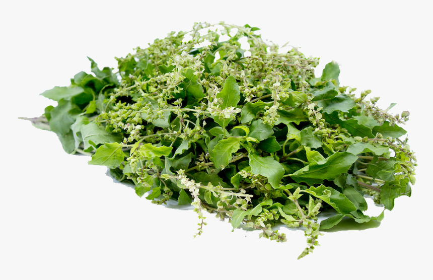Holy Basil Png Free Download, Transparent Png , Transparent Png Image ...