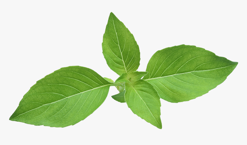 Transparent Basil Png - Basil Png, Png Download , Transparent Png Image ...