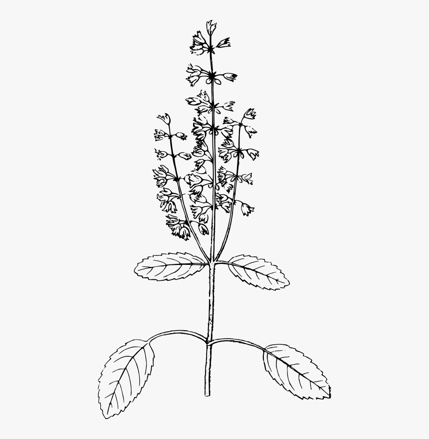 Holy Basil - Outline Image Of Basil Plant, HD Png Download ...
