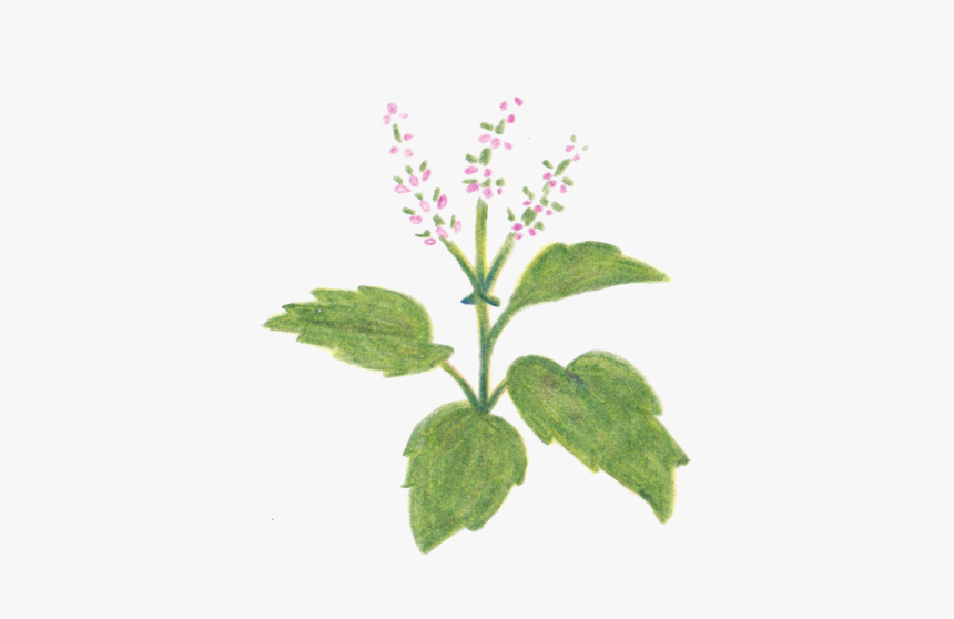 Holy Basil Free Pictures - Heal-all, HD Png Download , Transparent Png ...