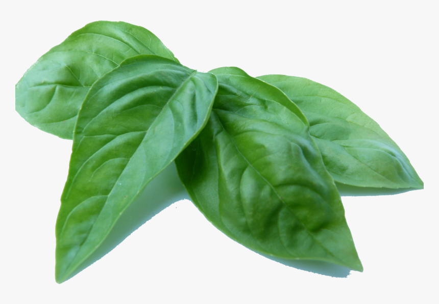 Basil, HD Png Download , Transparent Png Image - PNGitem
