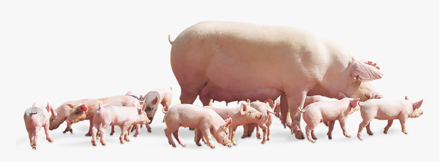 Sow With Piglets Png, Transparent Png , Transparent Png Image - PNGitem