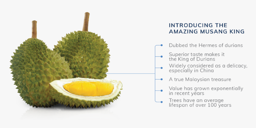 Durian Musang King Png, Transparent Png , Transparent Png Image - PNGitem