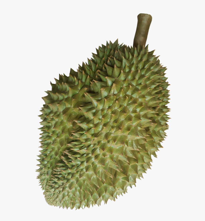 Durian, HD Png Download , Transparent Png Image - PNGitem