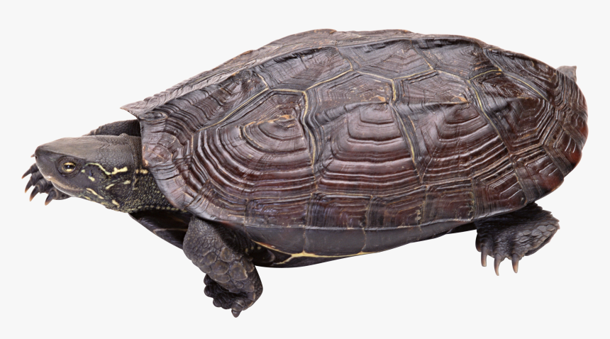 Transparent Turtle Clipart Png - Snapping Turtle Transparent Background ...