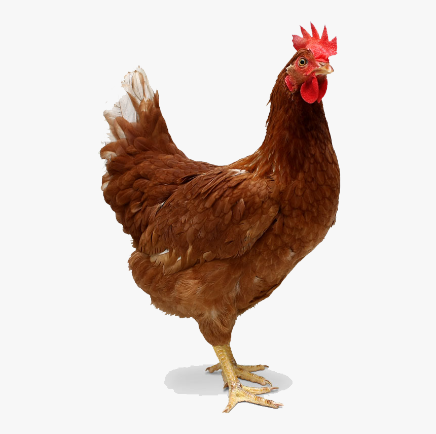 Hen Png, Transparent Png , Transparent Png Image - PNGitem