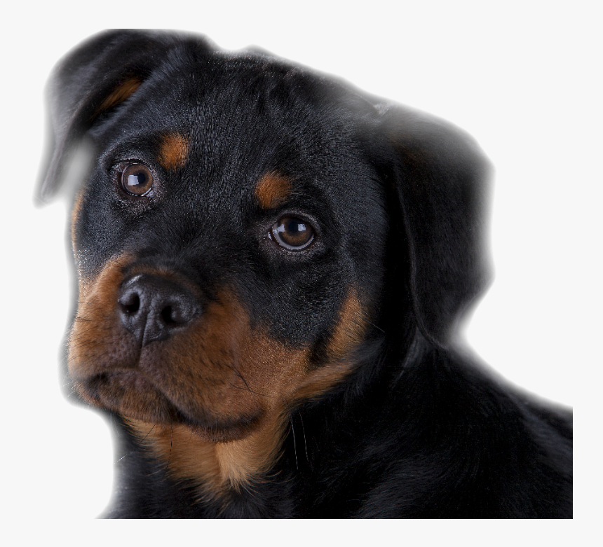Rottweiler Puppy Training Brisbane - Rottweiler, HD Png Download ...