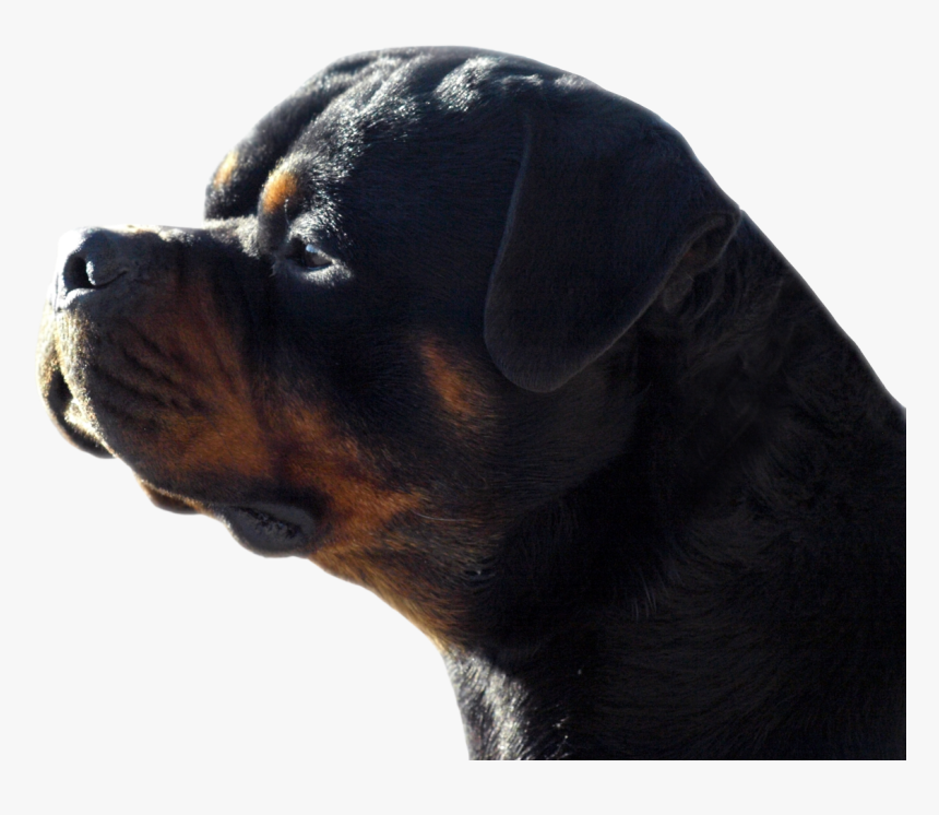 Rottweiler, HD Png Download , Transparent Png Image - PNGitem