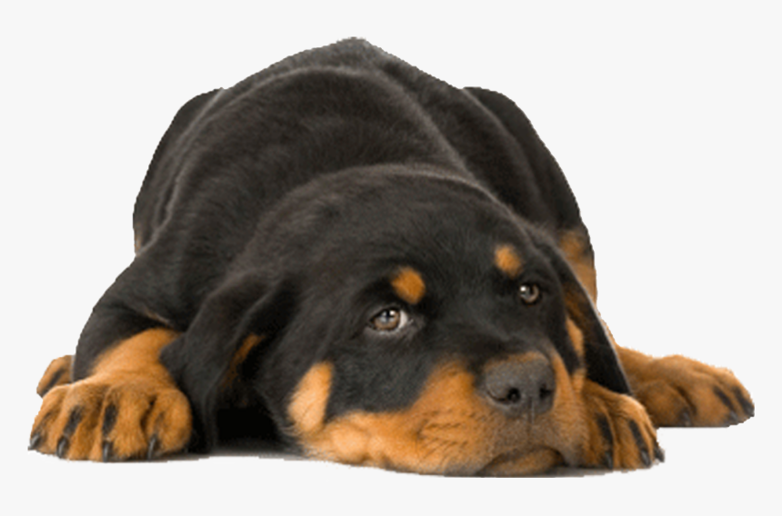Clipart Rottweiler With Transparent, HD Png Download , Transparent Png ...