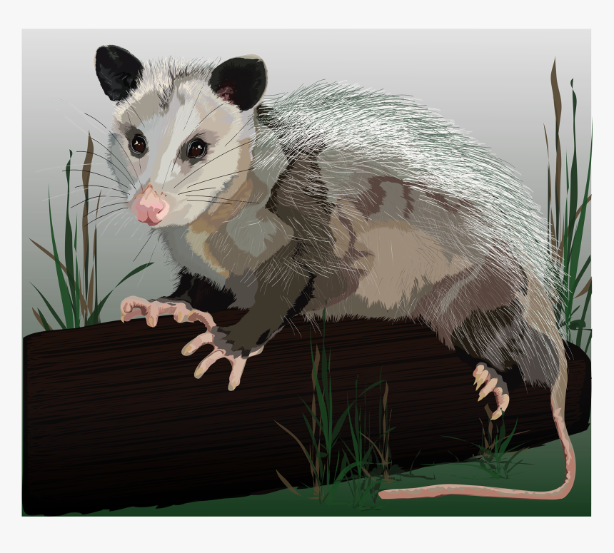 Common Opossum, HD Png Download , Transparent Png Image - PNGitem