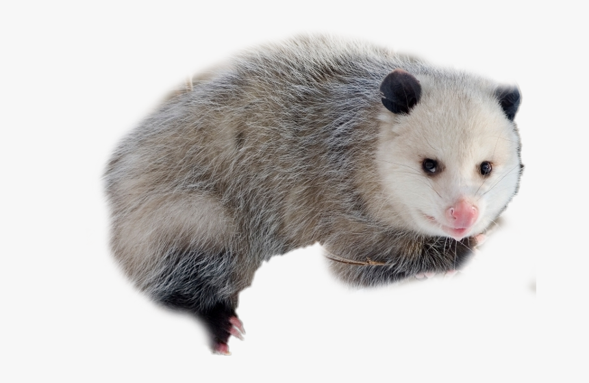 Possums Clipart Heart