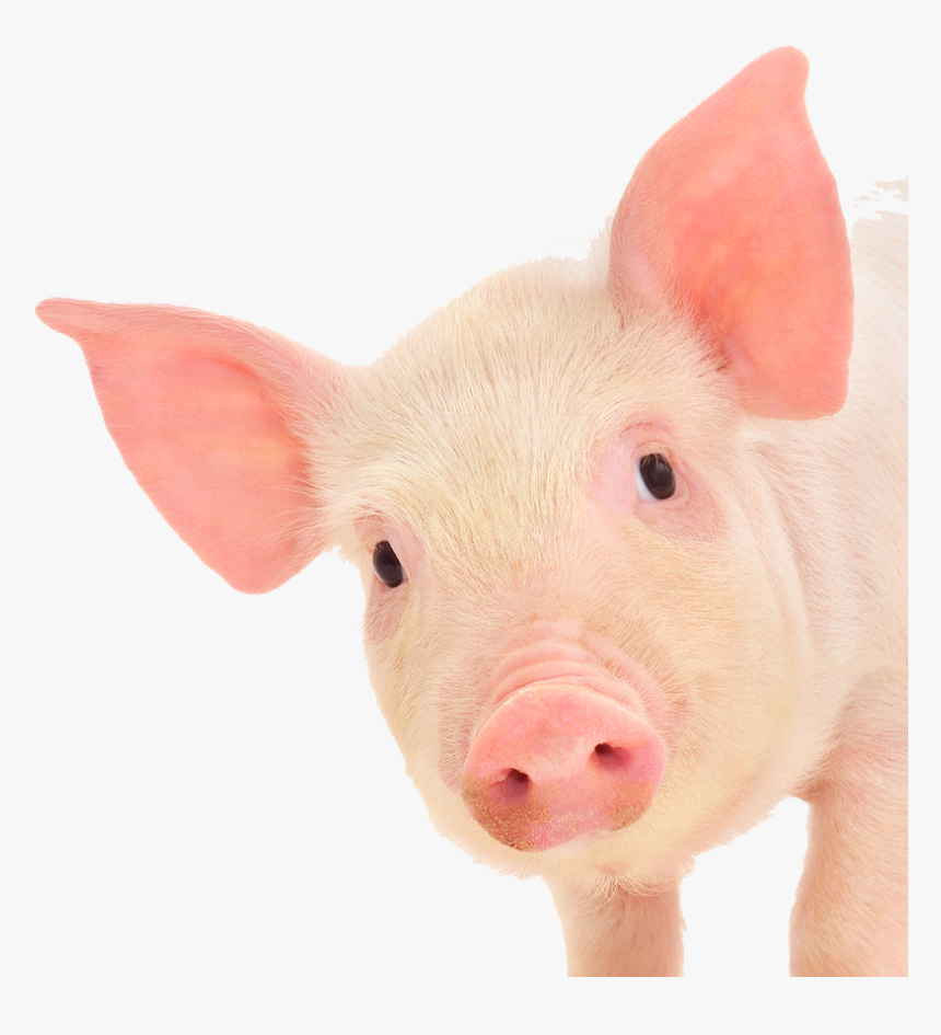 Pig Ears Png - Pig Face White Background, Transparent Png , Transparent ...