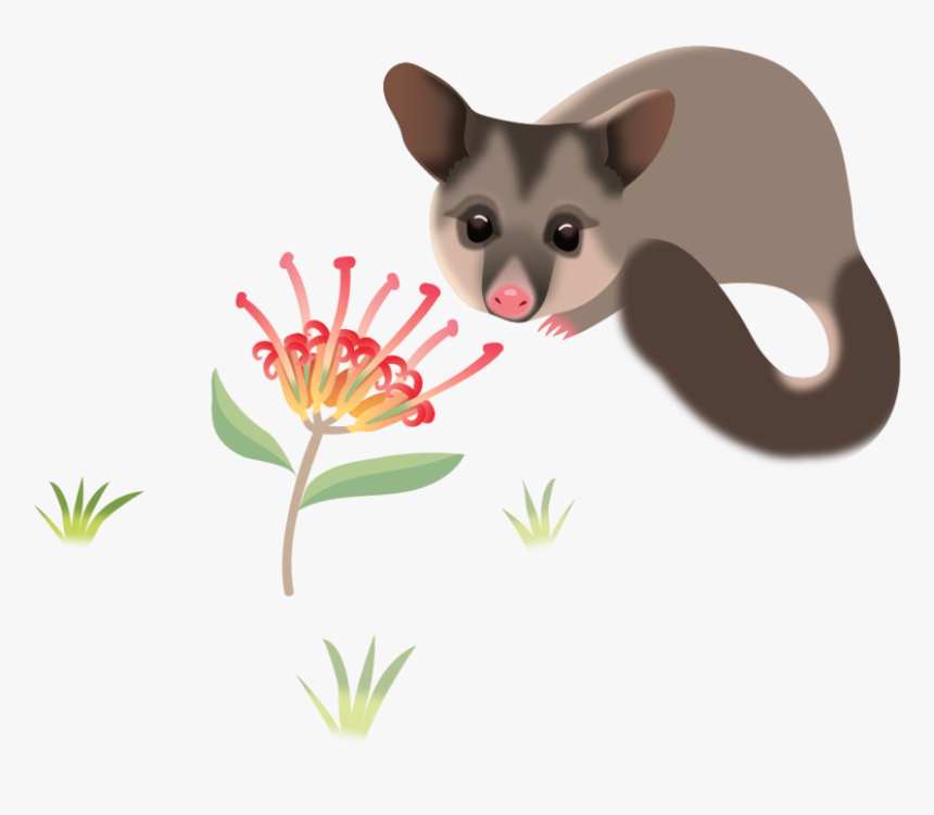 Cscc Walert Possum Rgb - Marsupial, HD Png Download , Transparent Png ...