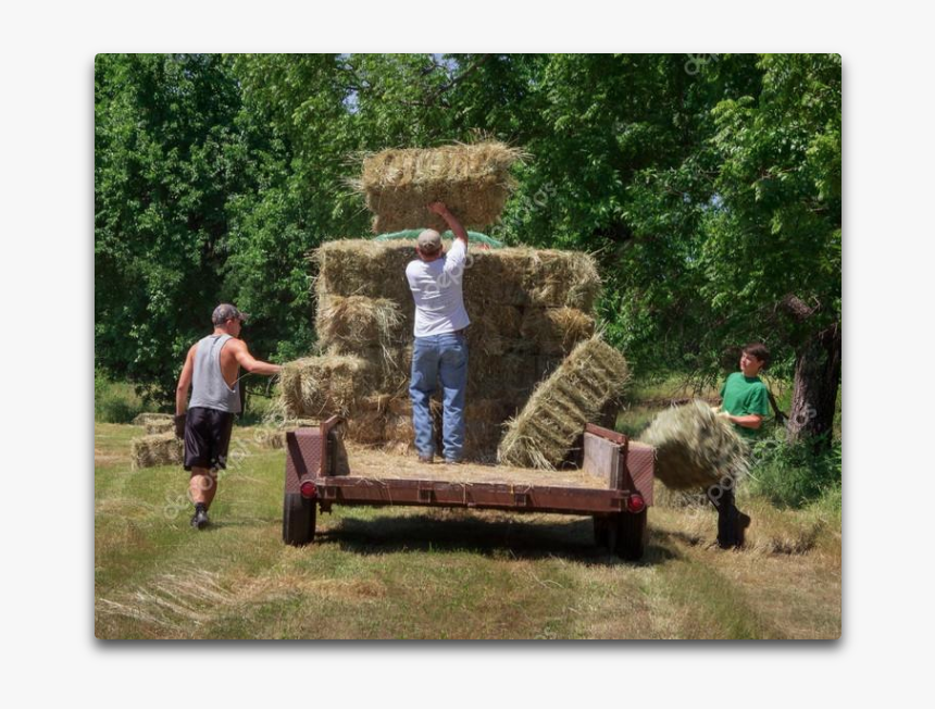 Bucking Hay - Hay, HD Png Download , Transparent Png Image - PNGitem