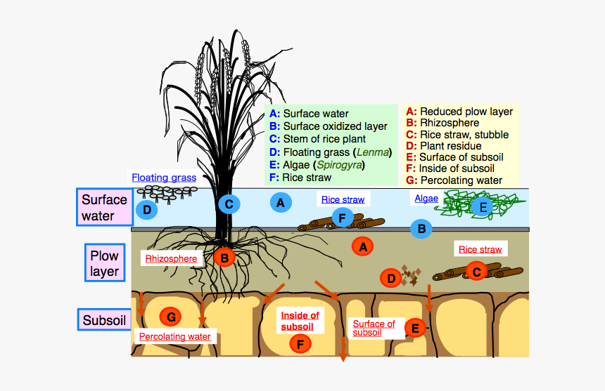 Clipart Rock Soil - Structure Of Paddy Field, HD Png Download ...