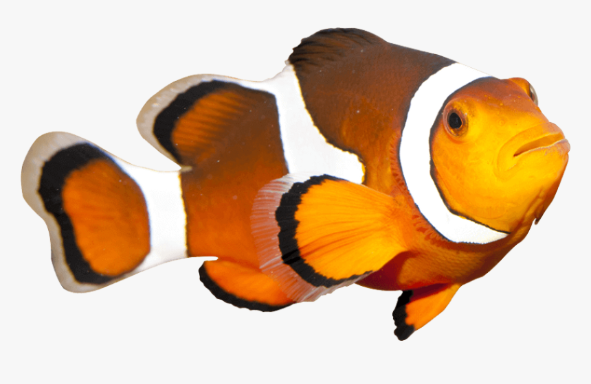 Coral Reef Fish , Png Download - Coral Reef Fish Png, Transparent Png ...