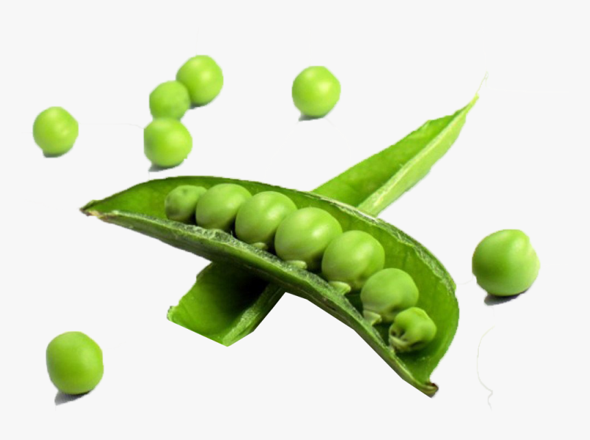 Pea Transparent Free Png - Vegetables In A Single, Png Download ...