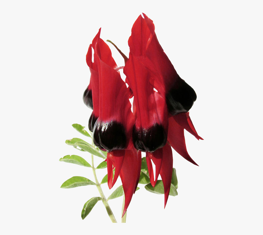 Sturt's Desert Pea Png, Transparent Png , Transparent Png Image - PNGitem