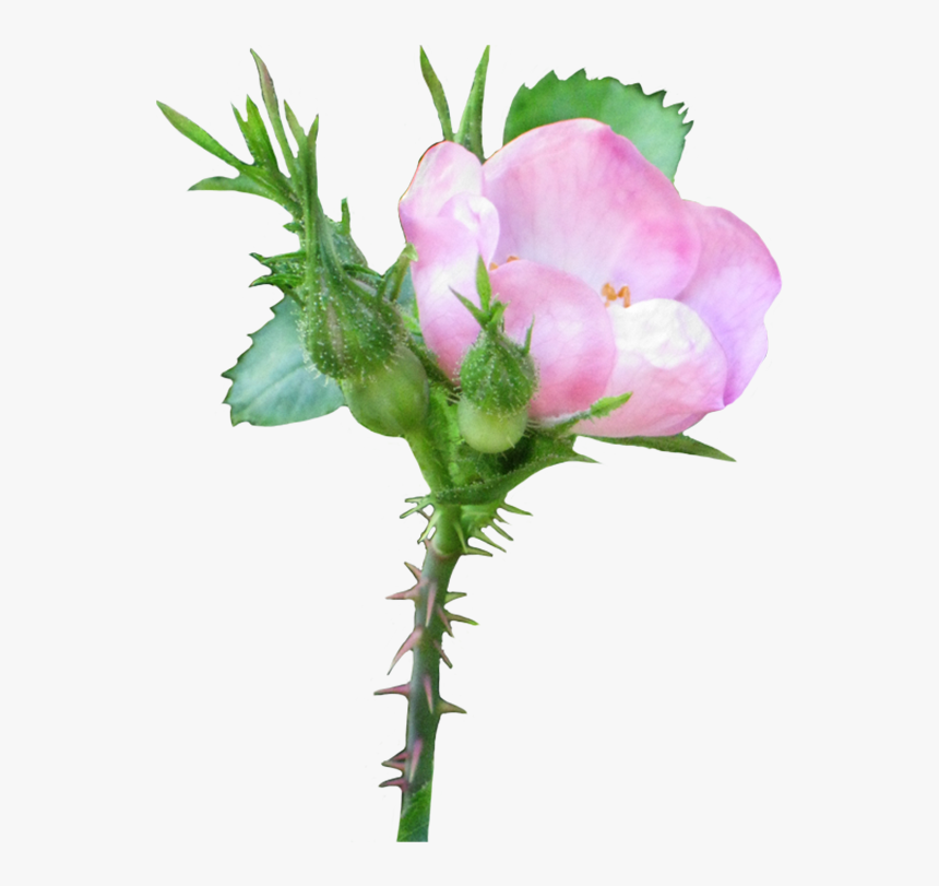 Pink Wild Rose Clip Art - Transparent Background Wild Rose Png, Png Download , Transparent Png ...