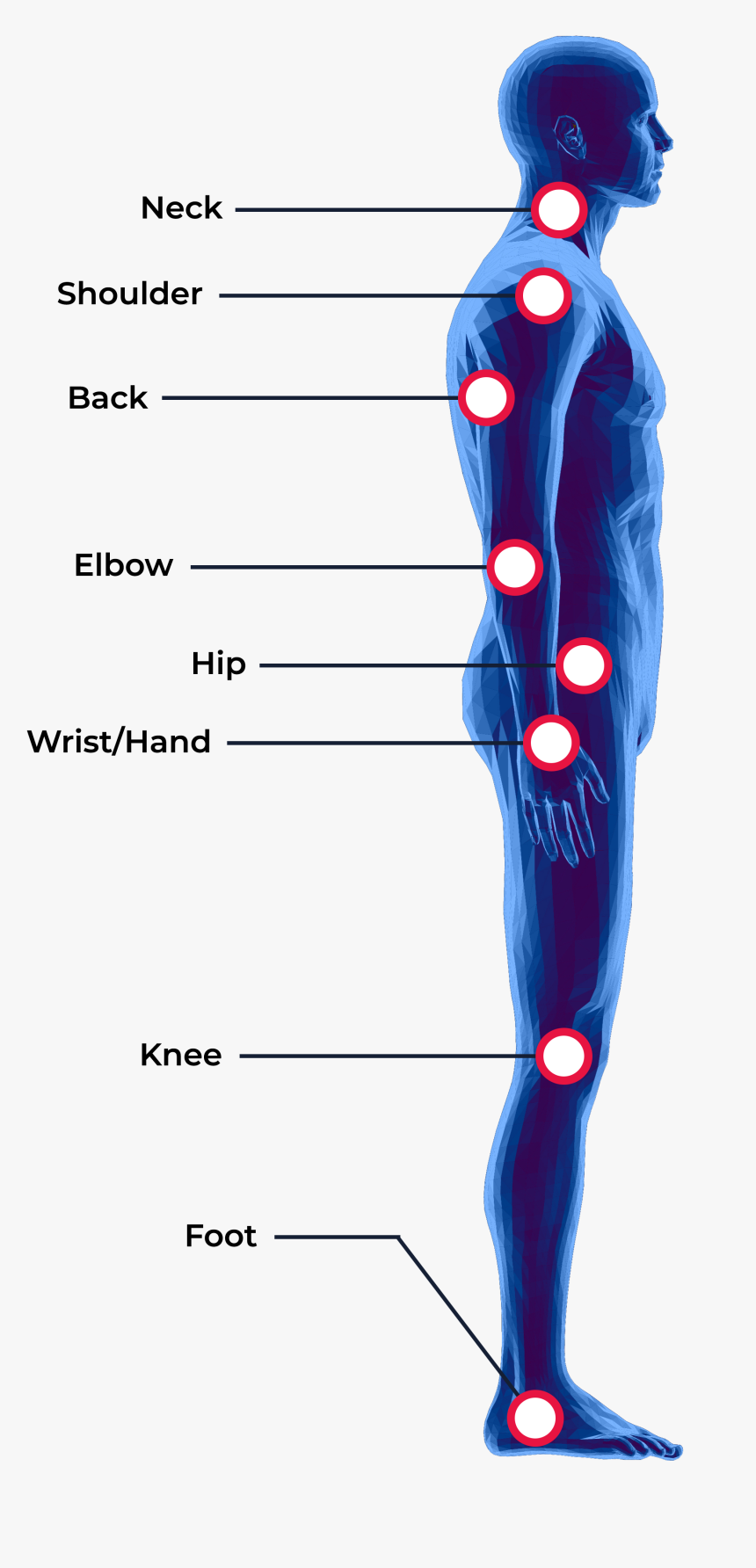 Joint Of Full Body, HD Png Download , Transparent Png Image - PNGitem