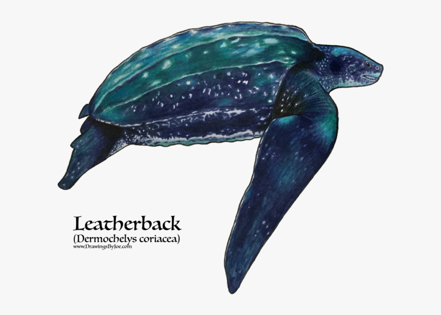 Drawing Of A Leatherback Sea Turtle, HD Png Download , Transparent Png ...