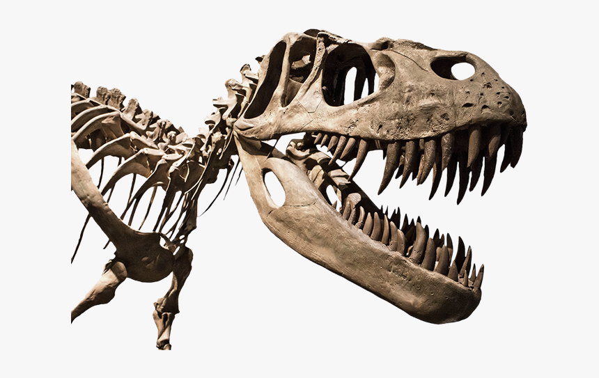 Fossilie 01 Flach - Fossil Png, Transparent Png , Transparent Png Image ...